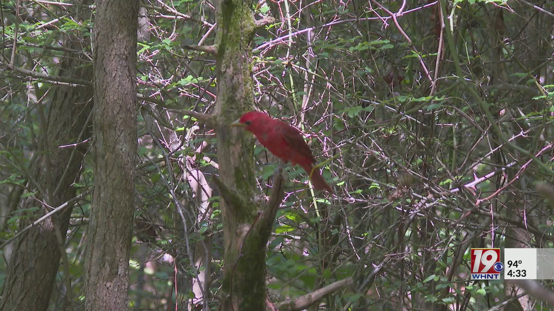 Chapman Mountain Nature Preserve Named Birding Trail | July 12, 2024 ...