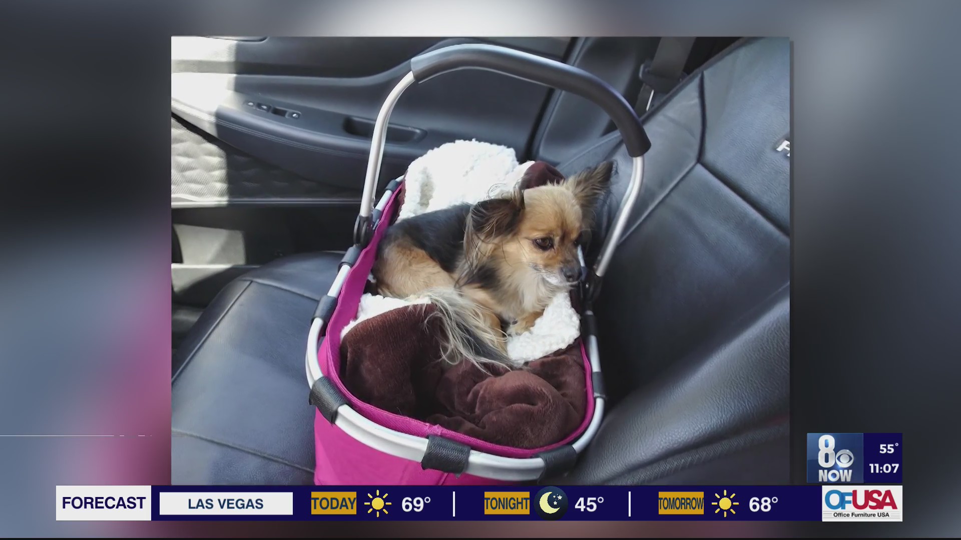 Las Vegas dog in new home after missing; original owner devastated by ...