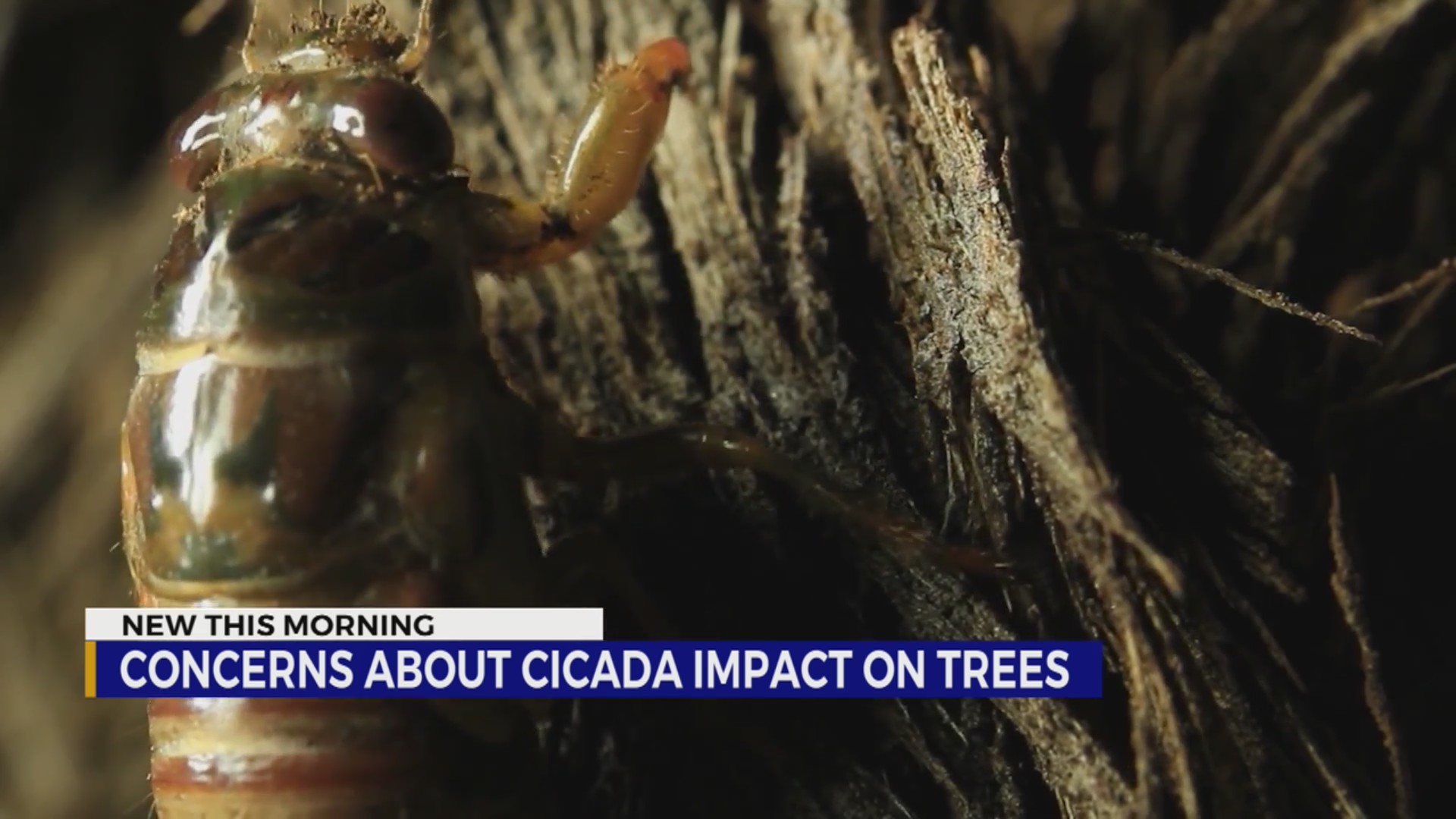 Concerns about cicada impact on trees – KXAN Austin