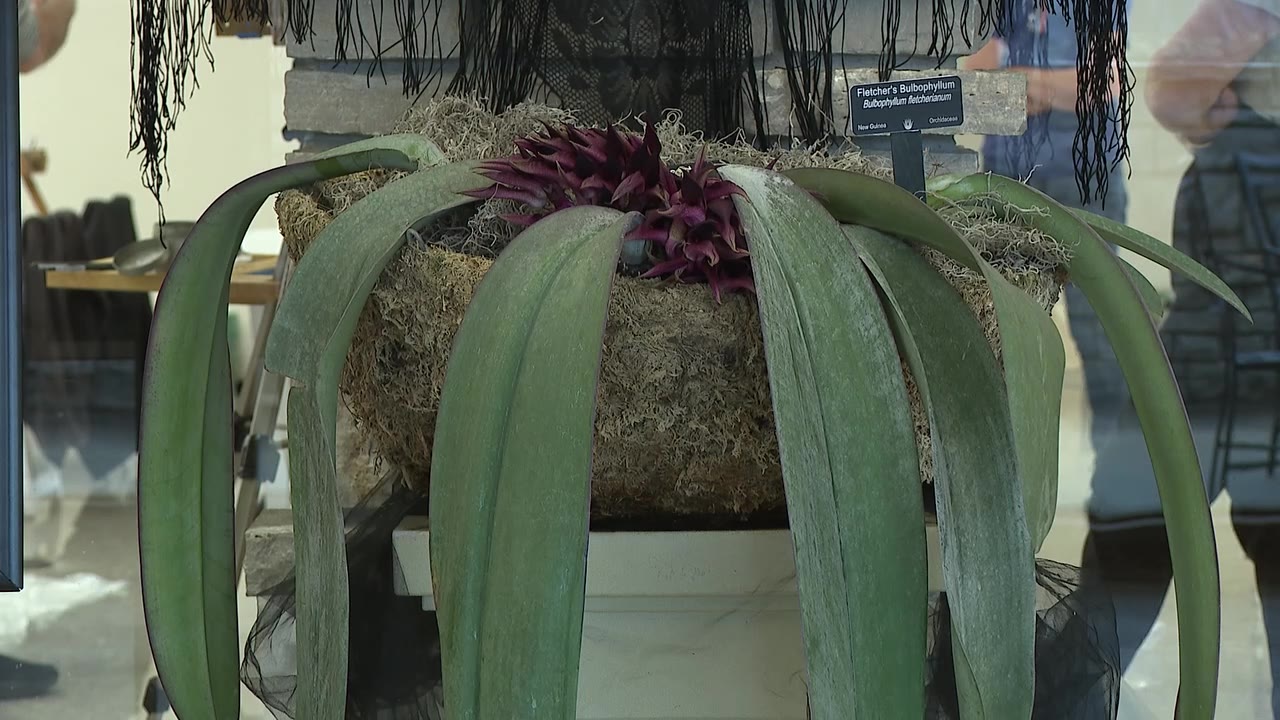 Foul-smelling corpse orchid featured at Powell Gardens – FOX 4 Kansas ...