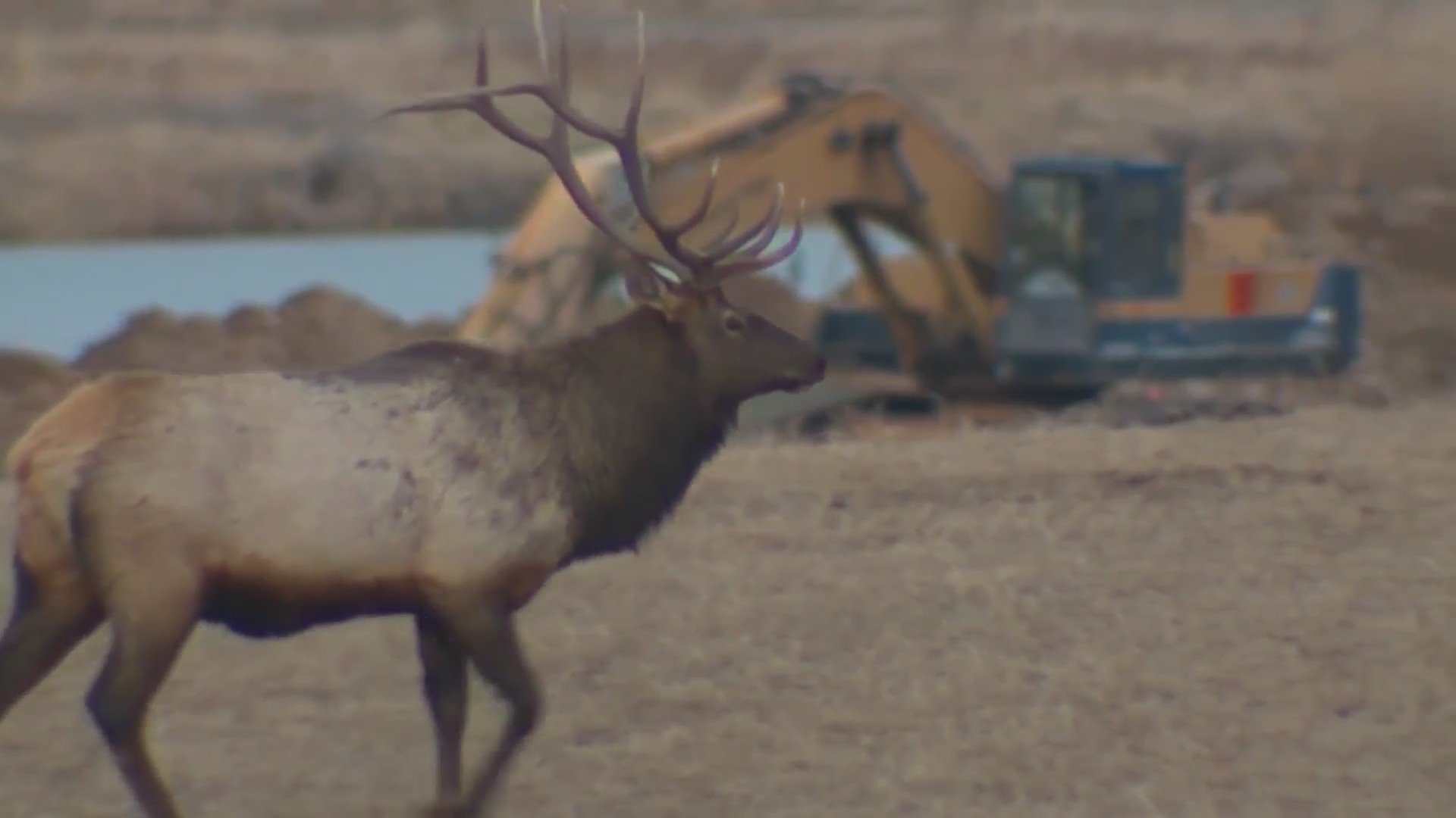 Elk rut closures begin at Rocky Mountain National Park – FOX31 Denver
