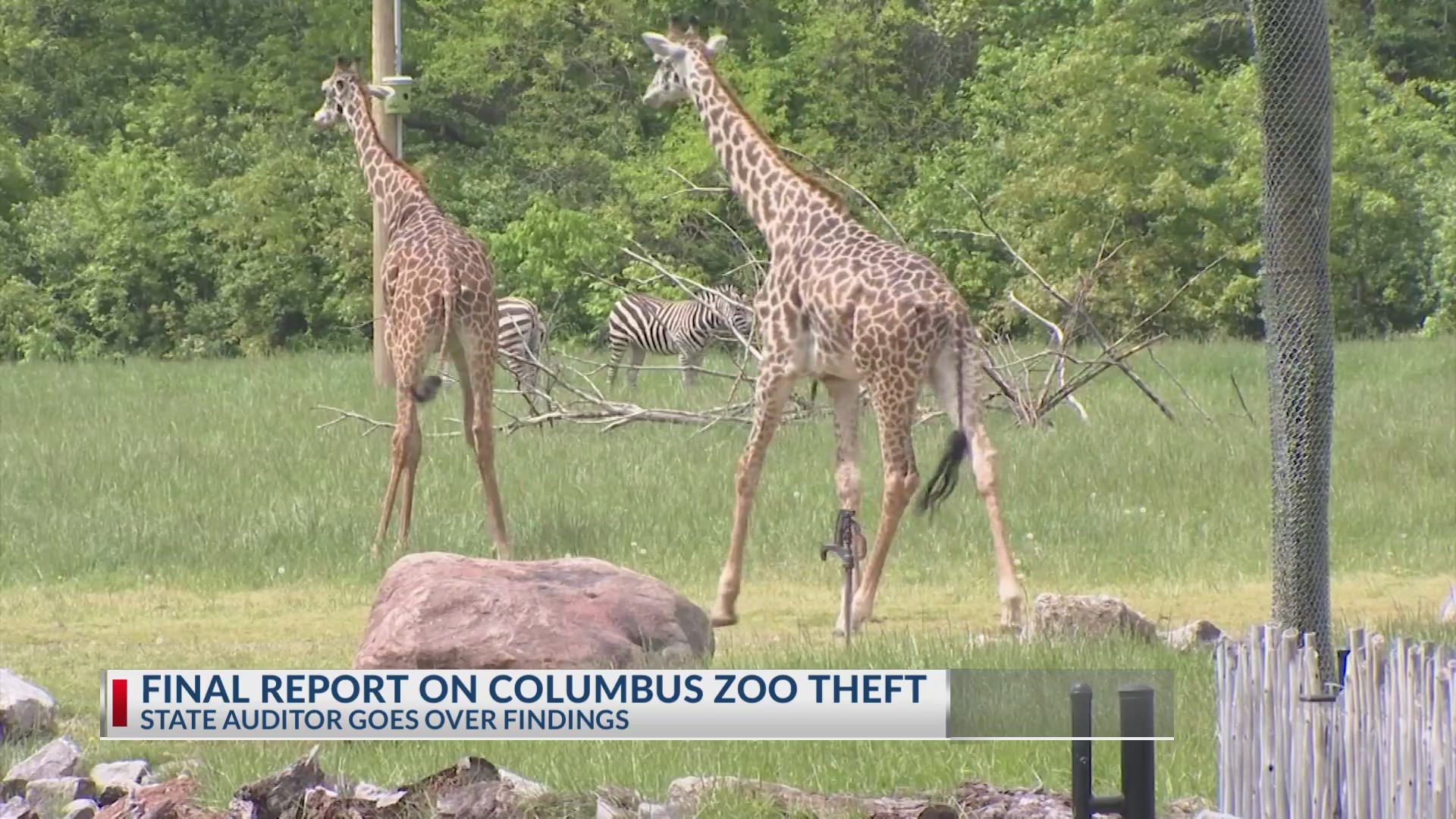 Final report on Columbus Zoo leadership theft released – NBC4 WCMH-TV