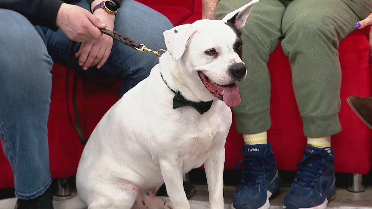 Meet Petey: A Lovable Pup Still Searching for His Forever Home – WREG.com