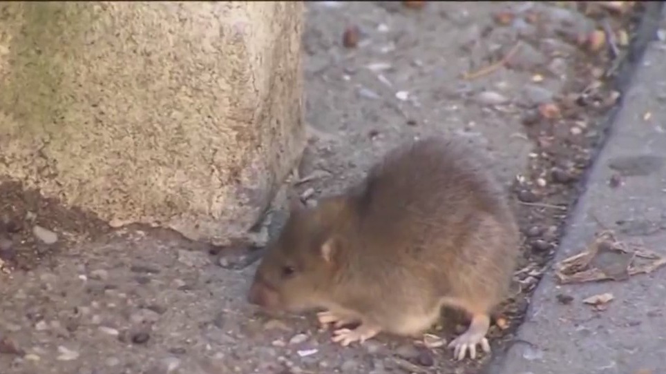 NYC’s ‘strongest soldier’ is a rat-killing dog named Luna – PIX11