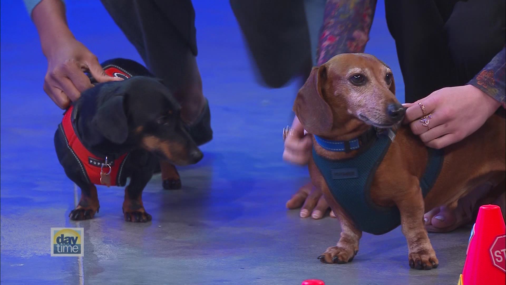 Weiner dog race, Seminole Pow Wow Festival | Daytime – WFLA