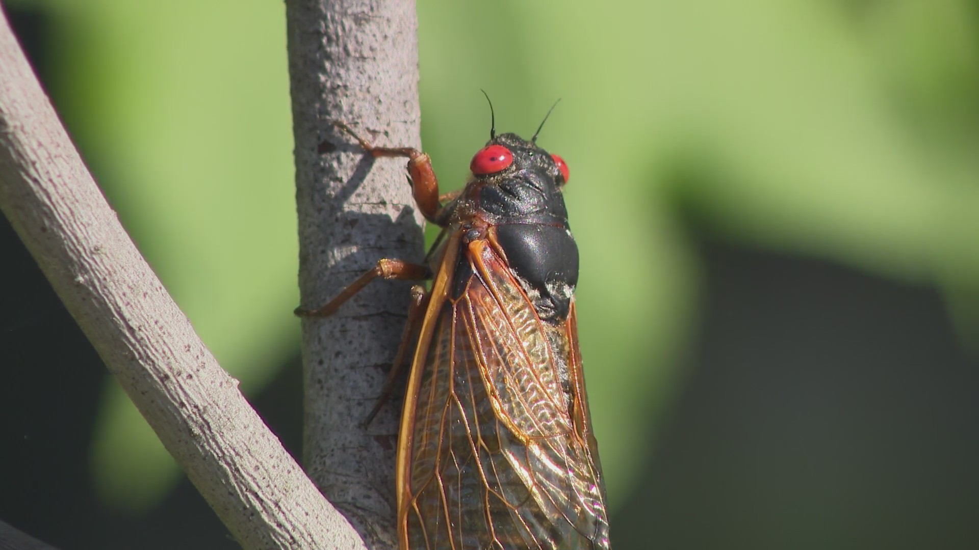 Two broods of cicadas emerging bring mass amounts of them our way – WJBF