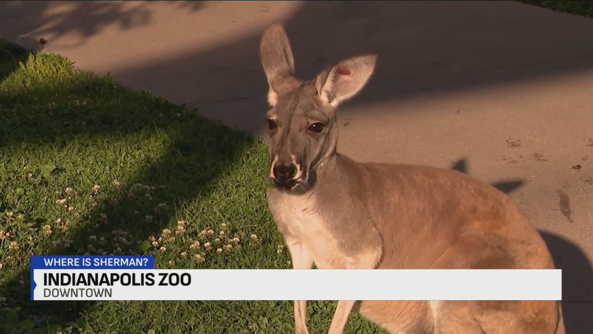 Where is Sherman? The Indianapolis Zoo, Part 1, Kangaroo Crossing – Fox 59