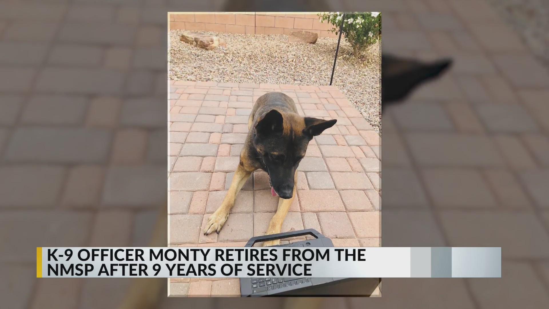K9 Officer Monty retires from New Mexico State Police – KRQE NEWS 13 ...