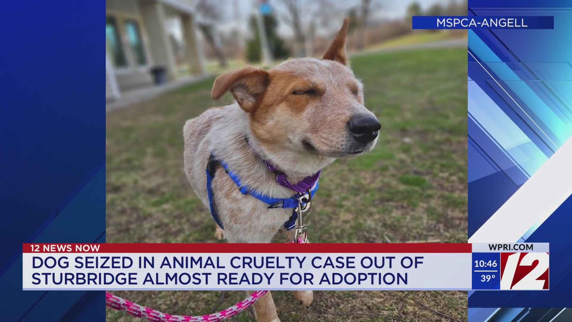 Dog rescued from animal cruelty situation almost ready for forever home ...