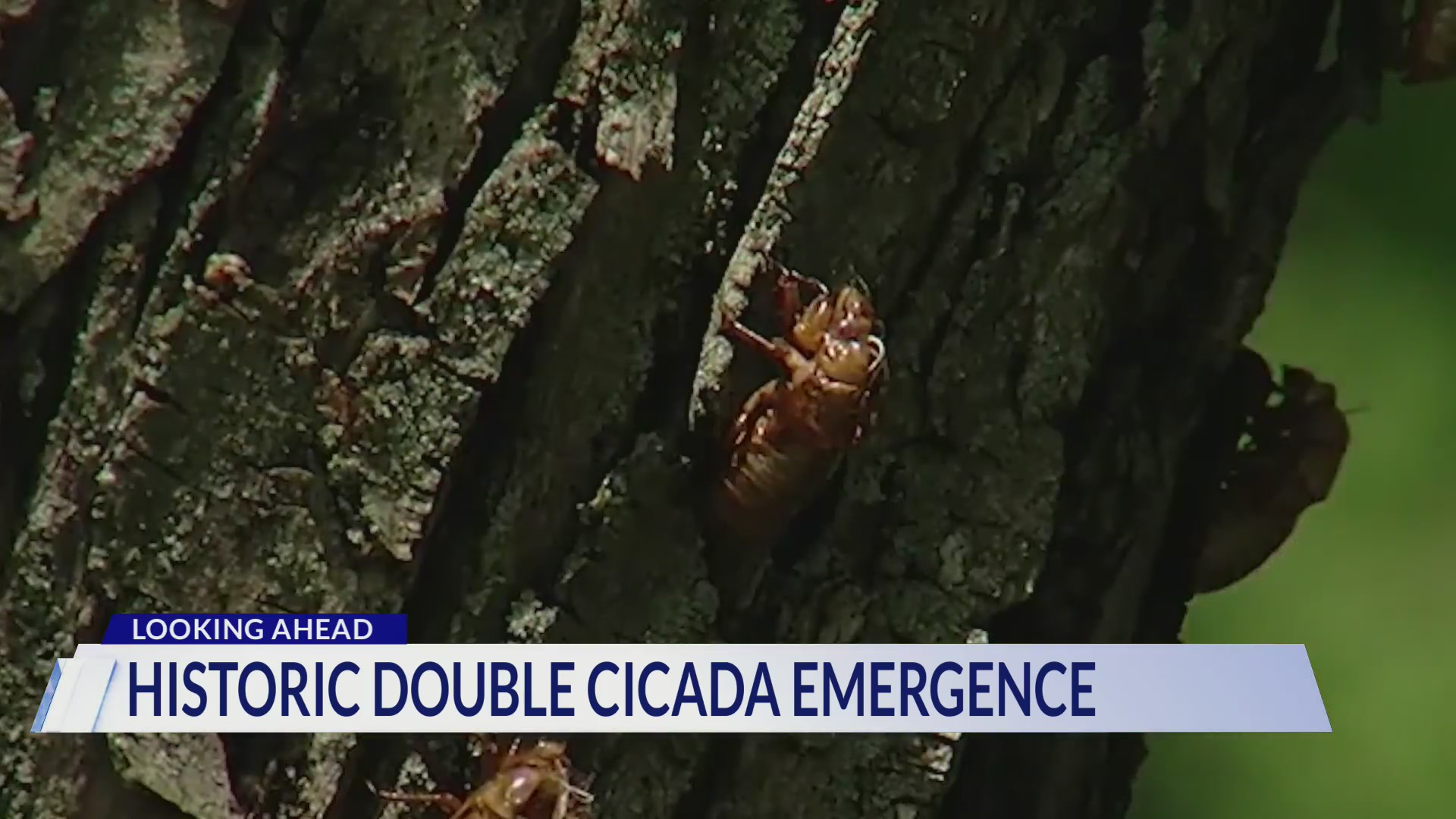 Two broods of cicadas to emerge – DC News Now | DC, Virginia, Maryland ...